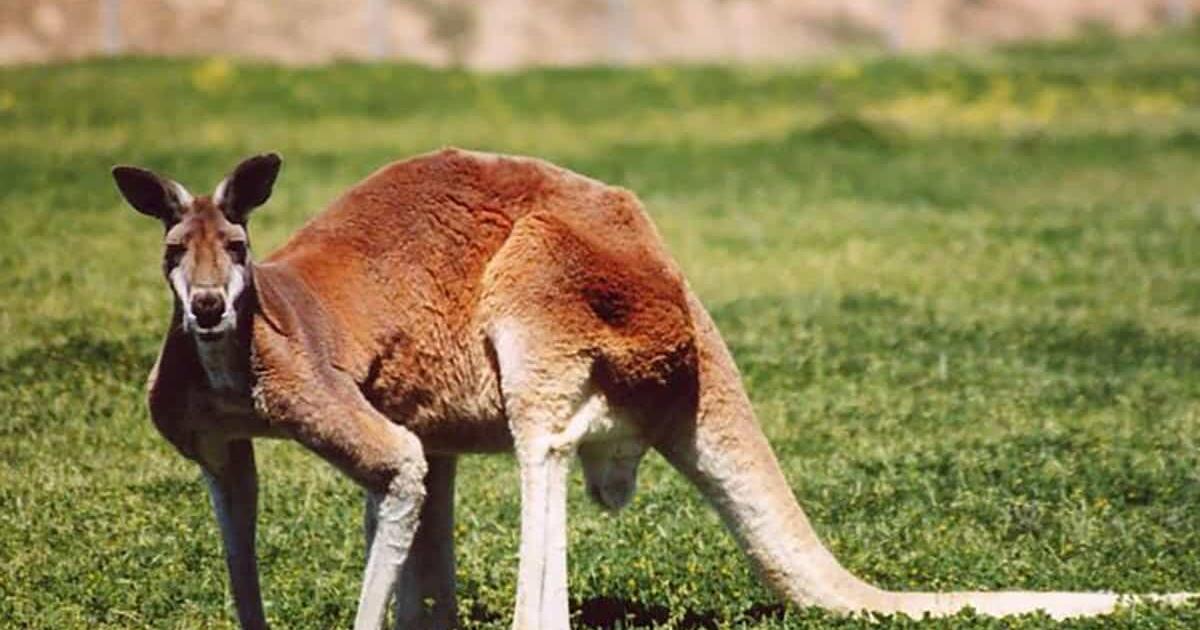 how to draw a big red kangaroo