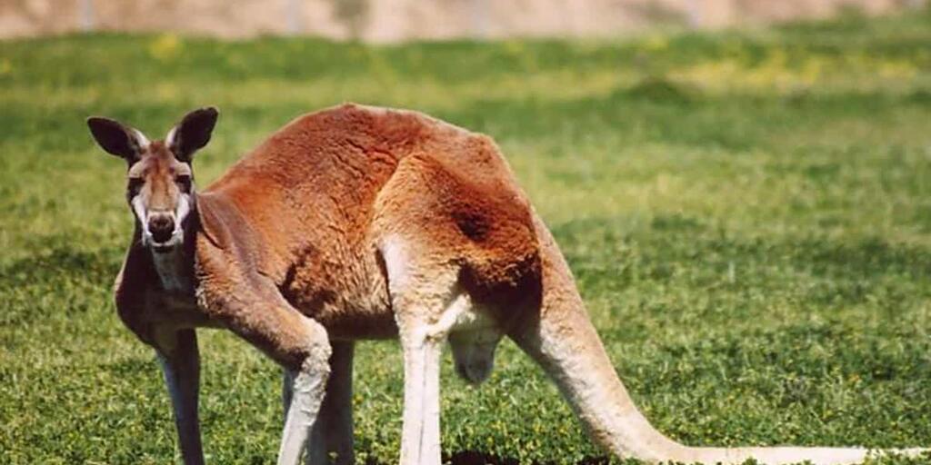 red kangaroo bounce