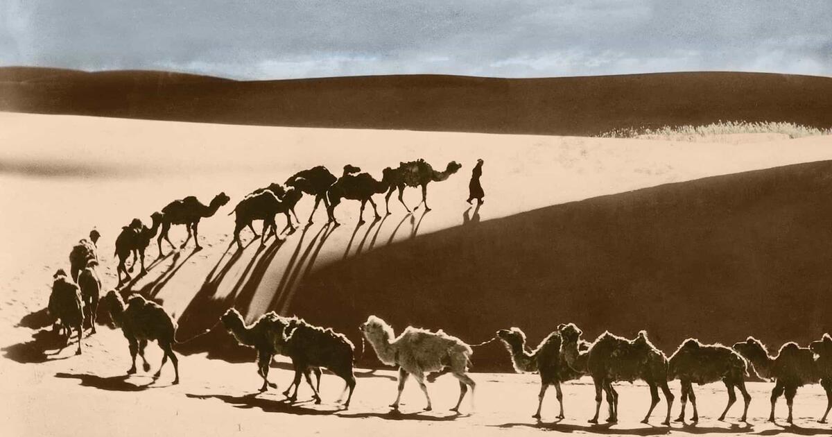 silk road camel