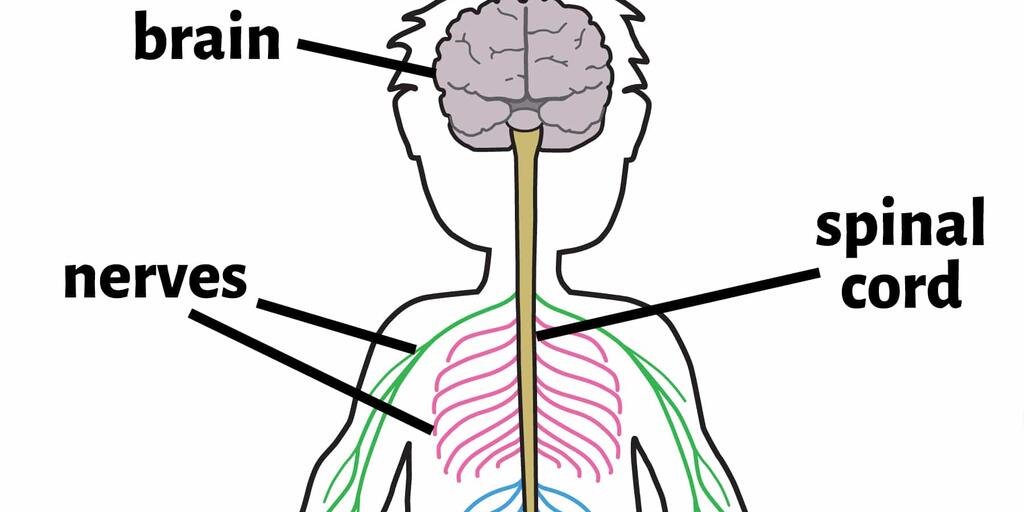 Central Nervous System Brain For Kids Wonder House Books Human Body