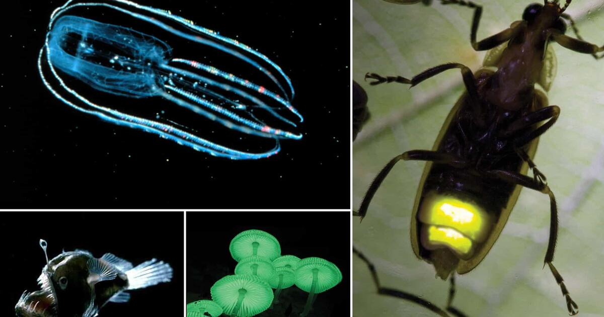 bioluminescent insect