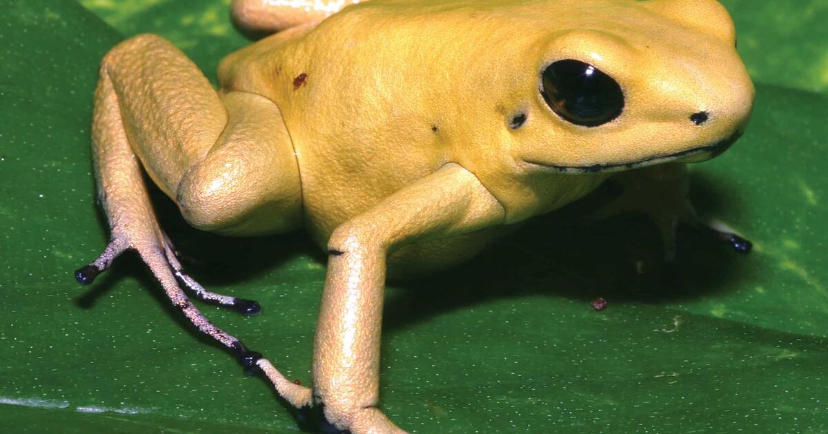 golden poison frog | AMNH