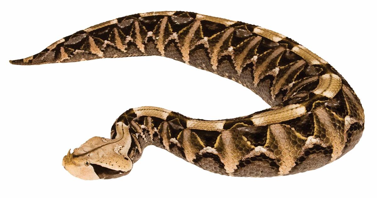 gaboon viper