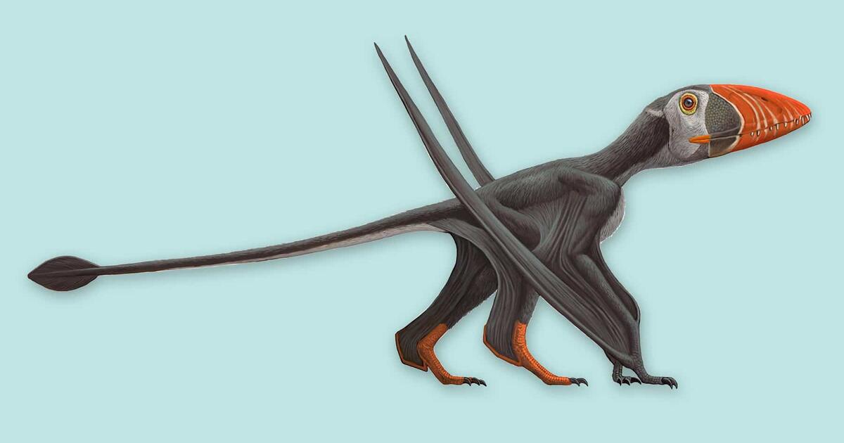 Dimorphodon macronyx | AMNH