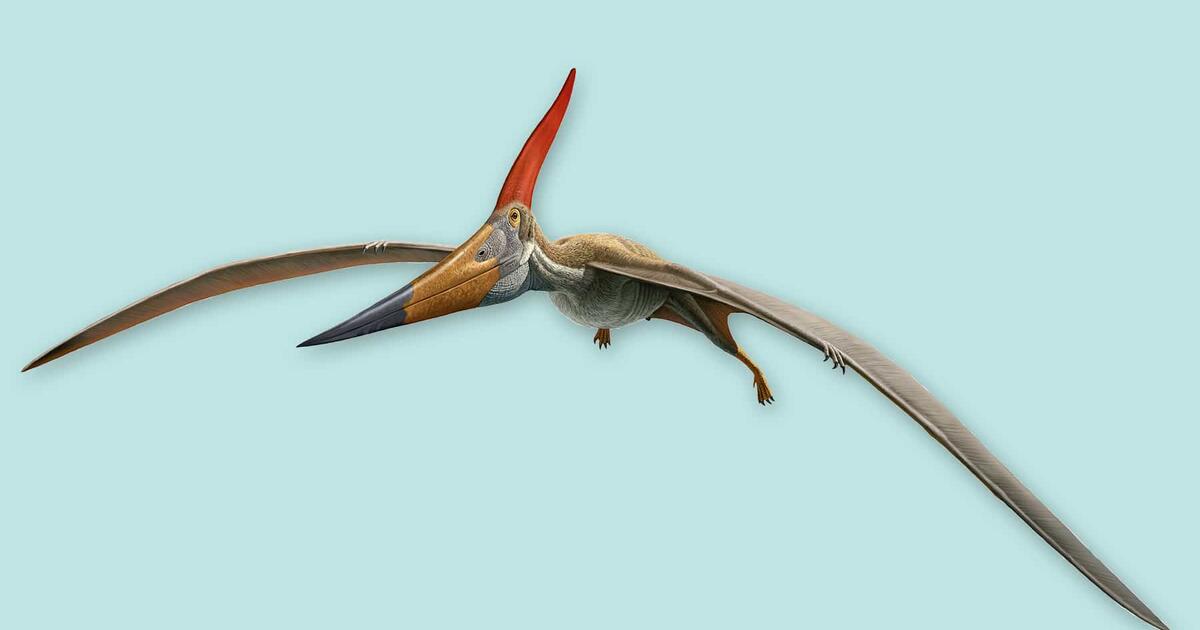Pteranodon longiceps | AMNH