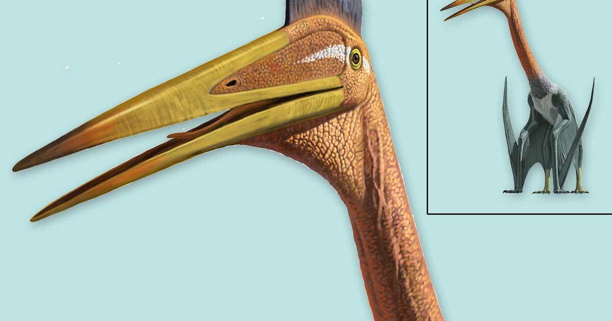 Quetzalcoatlus Northropi Quetzalcoatlus And Keresdrakon