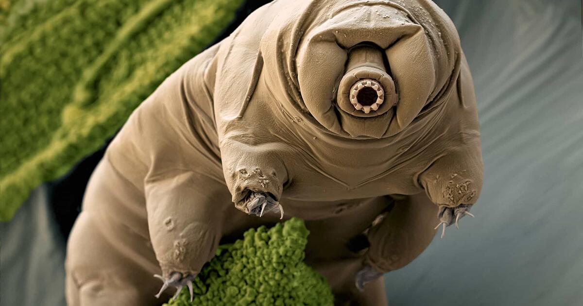 tardigrade uk