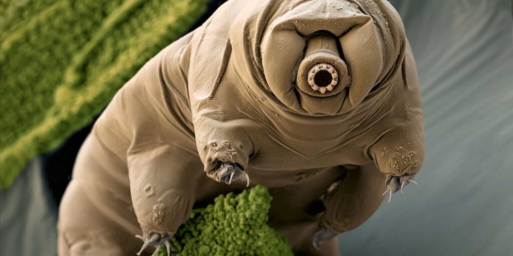 tardigrade bbc bitesize