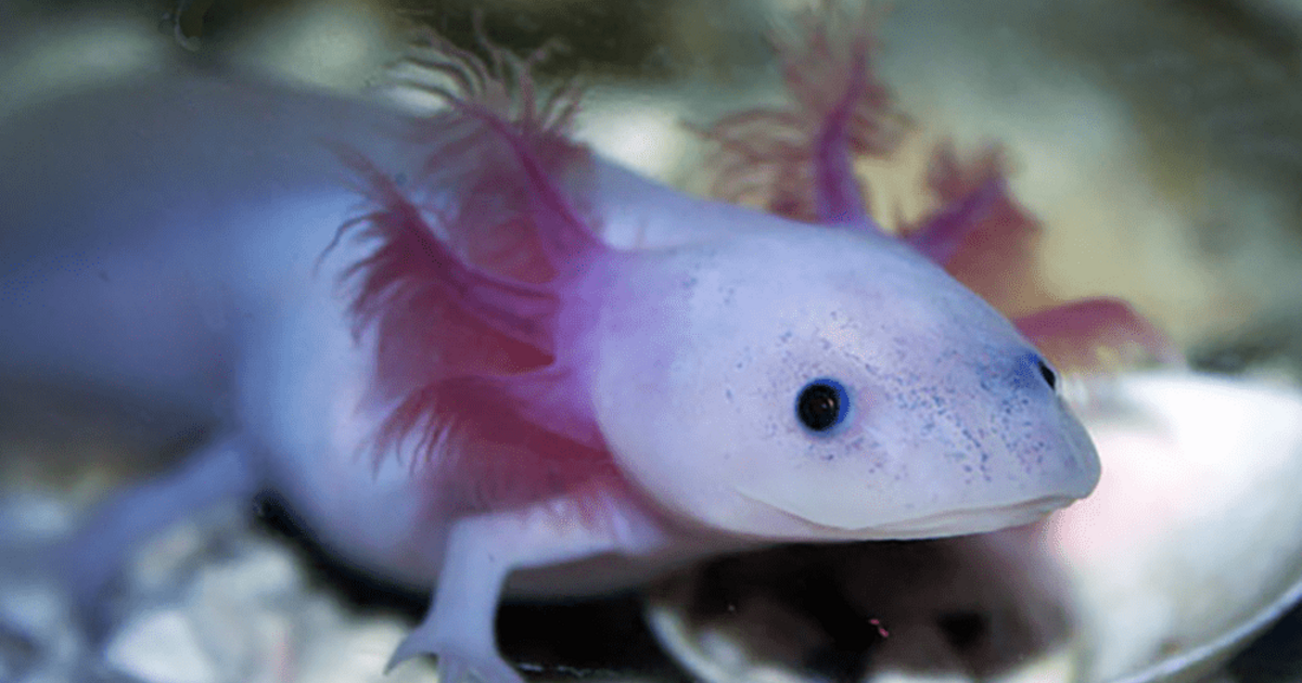 axolotl | AMNH
