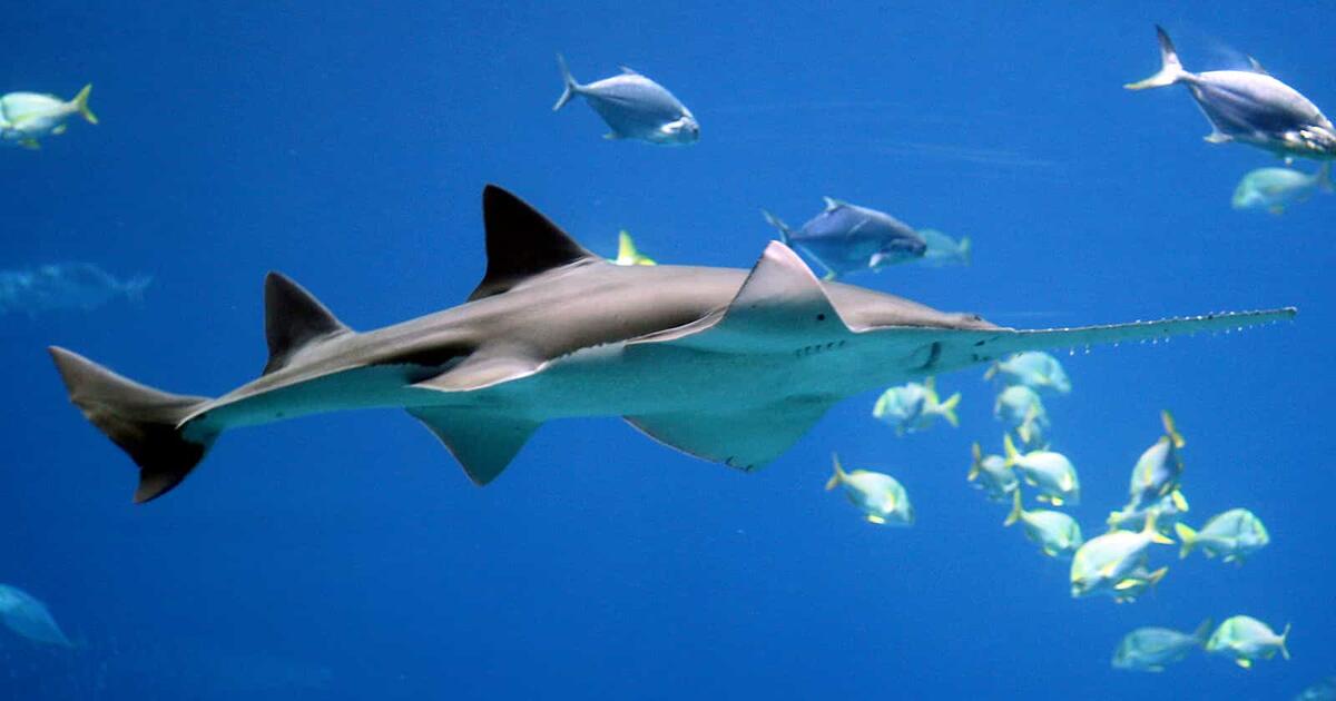 smalltooth sawfish | AMNH
