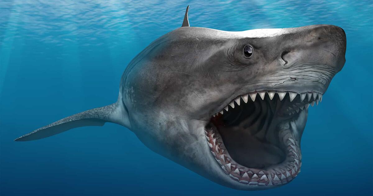 megalodon | AMNH