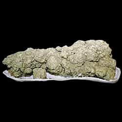 Fossilization | AMNH