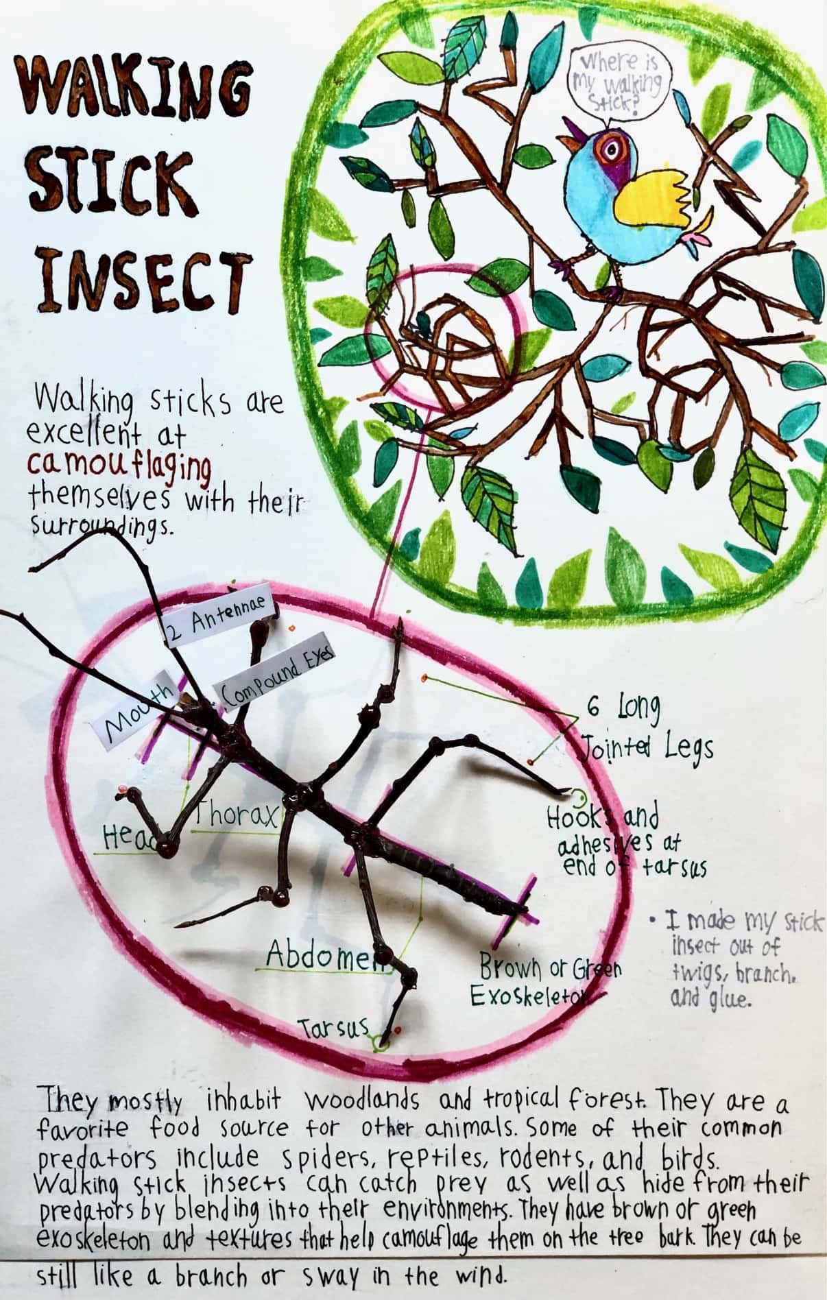 Camouflage a Creature Challenge Winners | AMNH