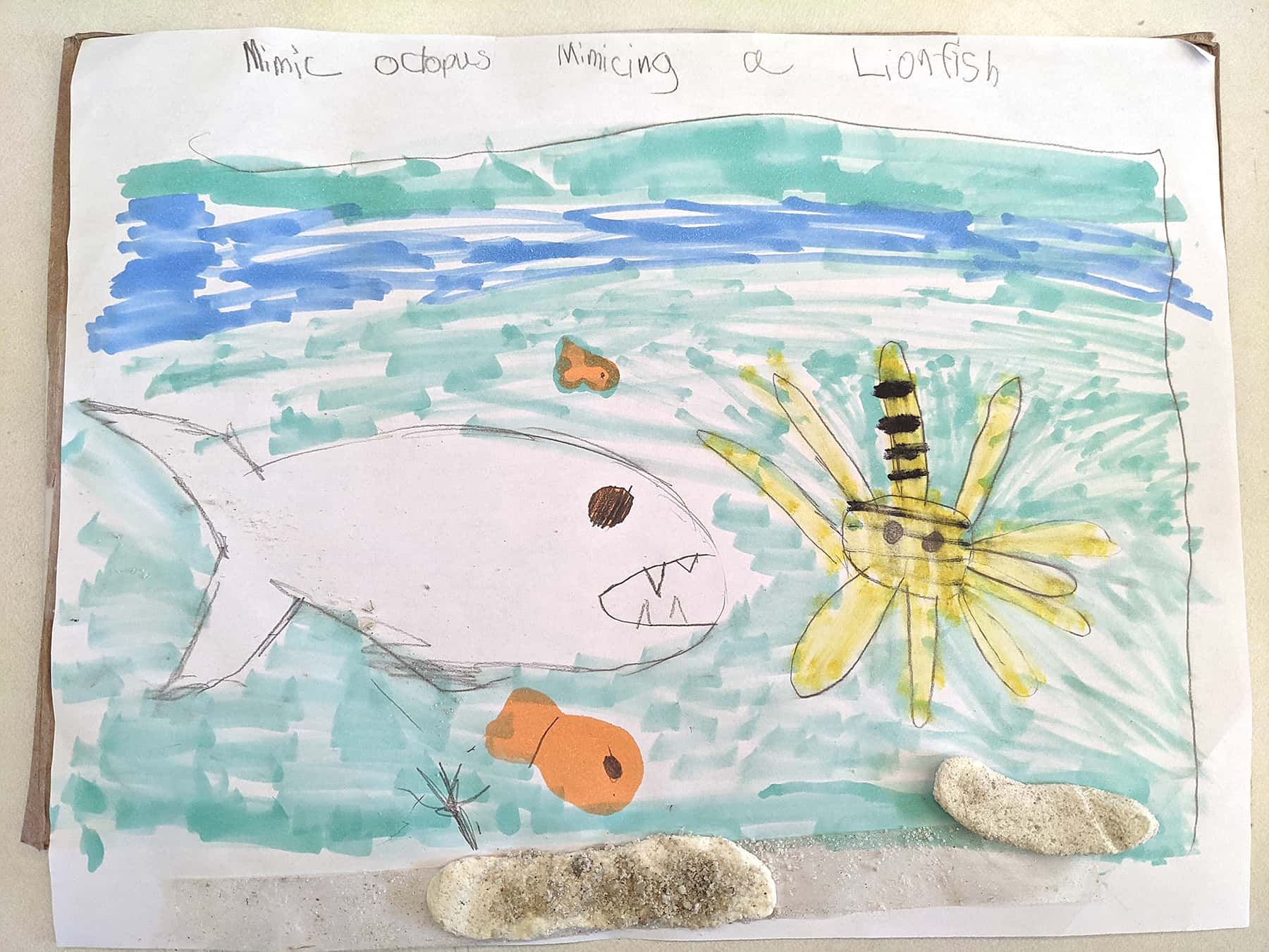 Camouflage a Creature Challenge Winners | AMNH