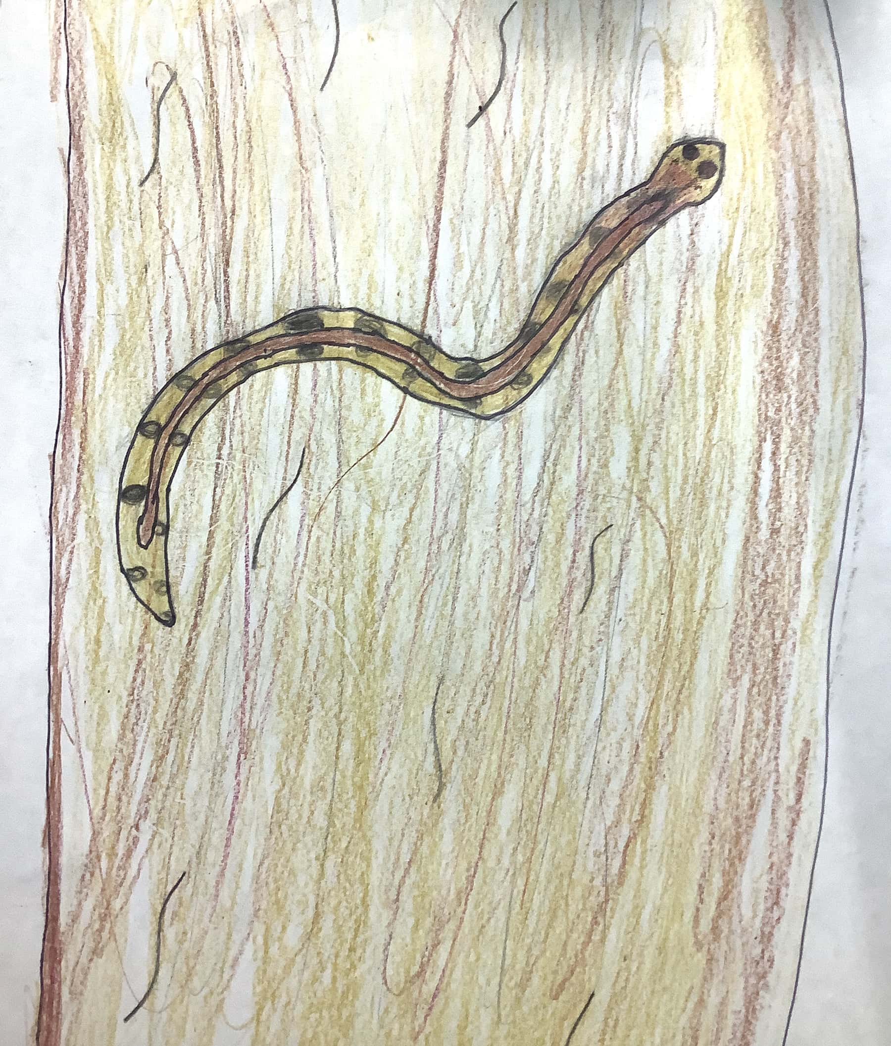 Camouflage a Creature Challenge Winners | AMNH