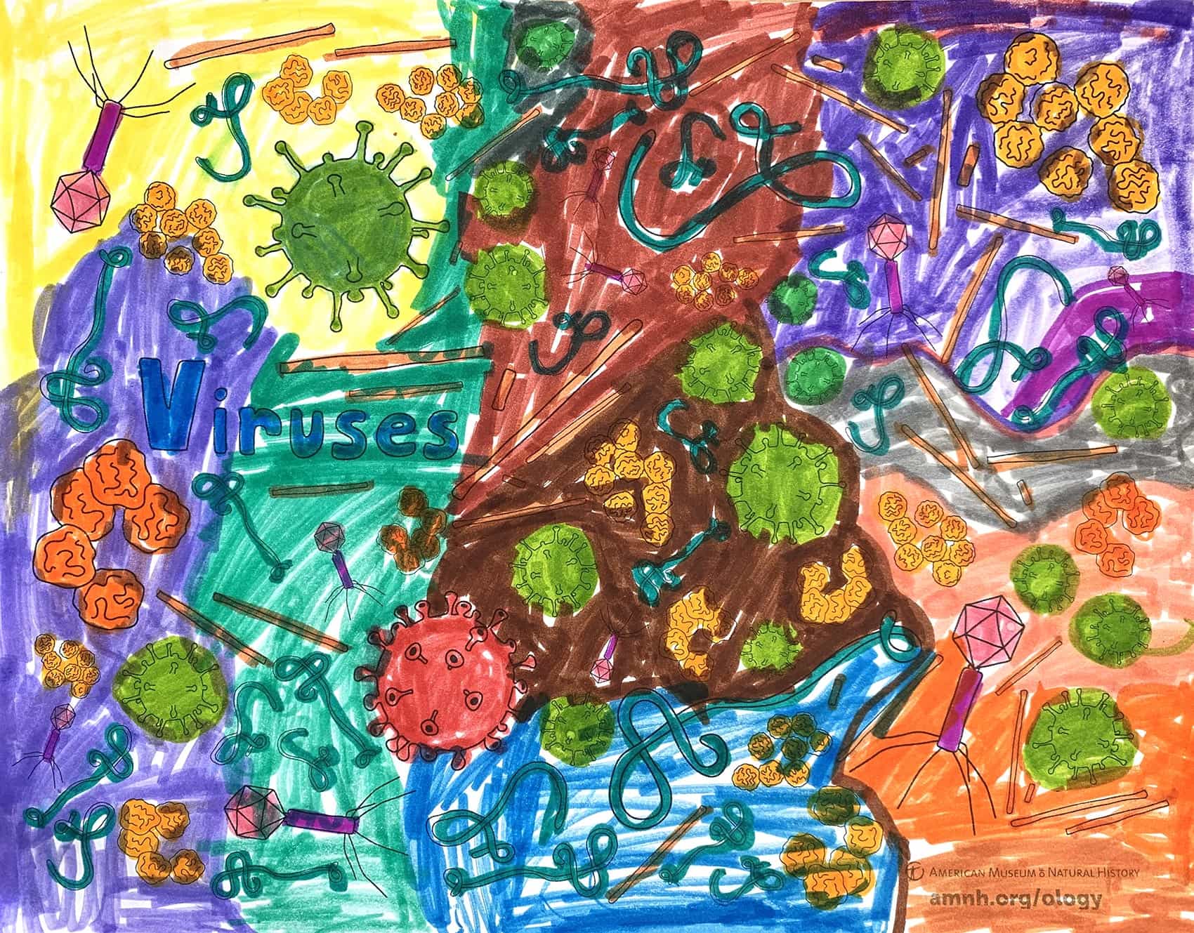 Color the Microbes Challenge Winners | AMNH