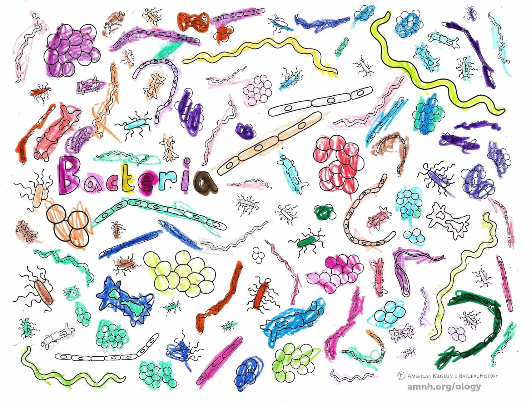 Color the Microbes Challenge Winners | AMNH