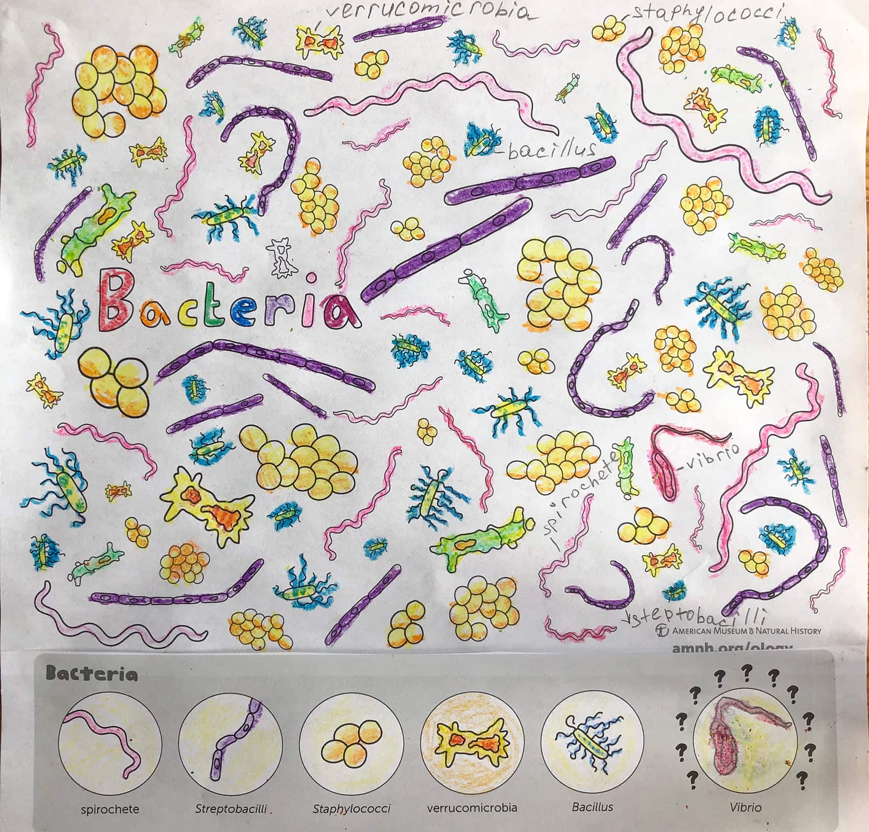 Color the Microbes Challenge Winners | AMNH