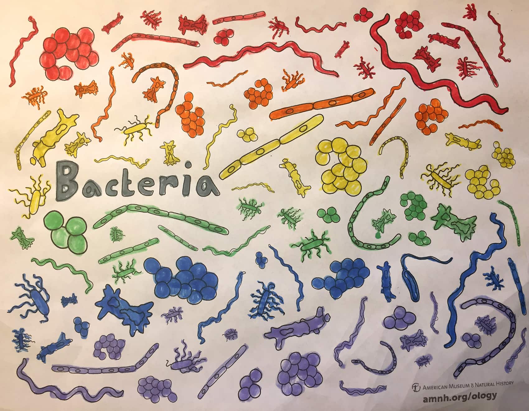 Color the Microbes Challenge Winners | AMNH