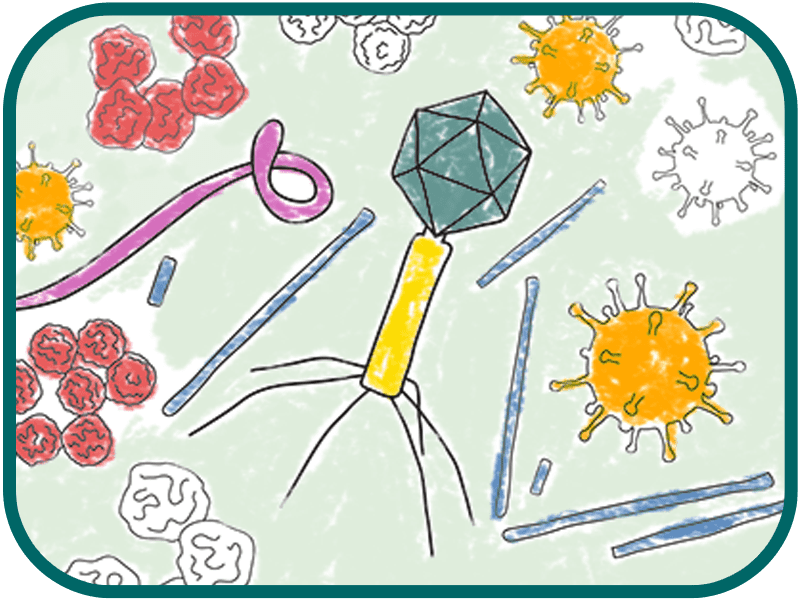 Take the OLogy Challenge! | American Museum of Natural History