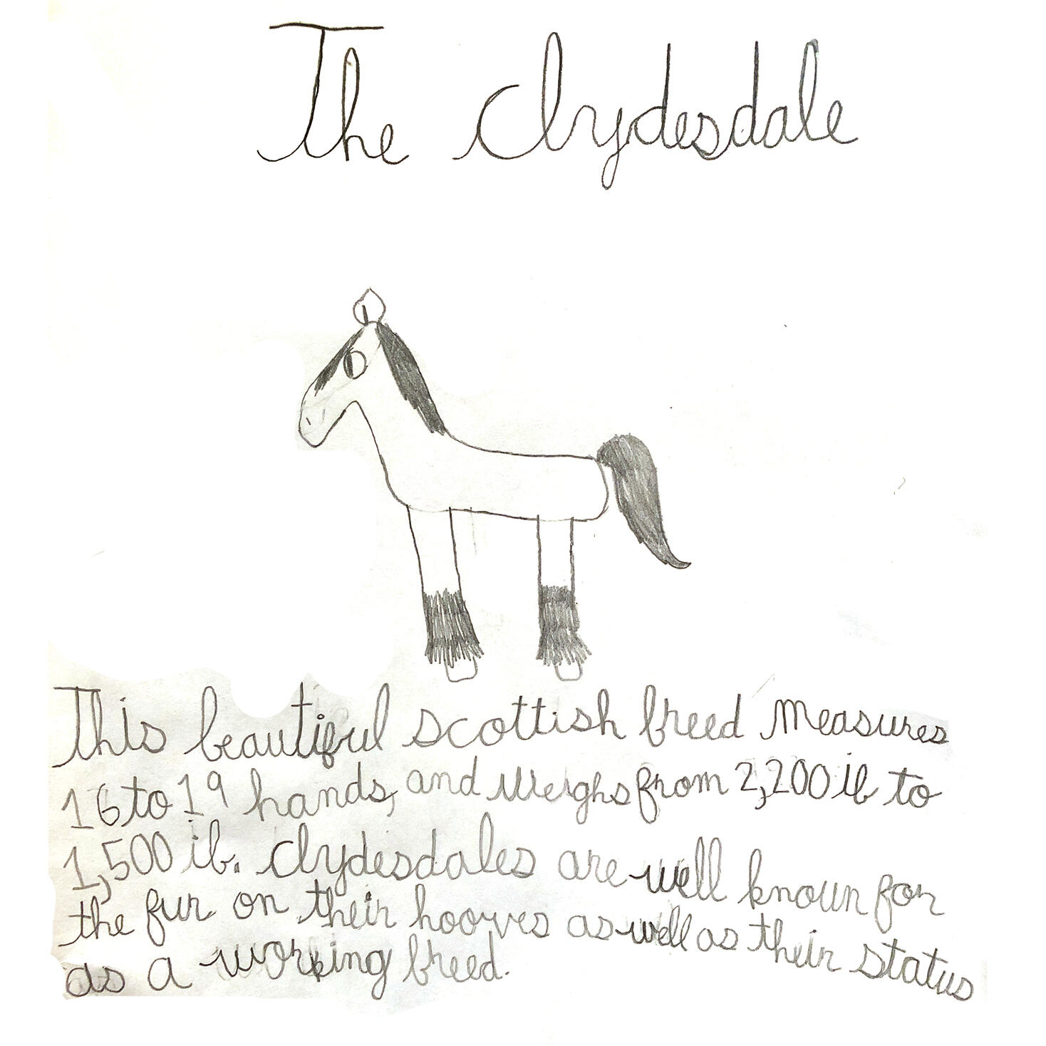 Draw a Horse Challenge Winners | AMNH