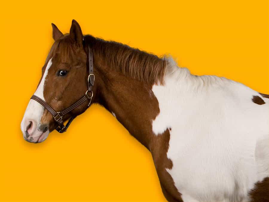 Take the OLogy Challenge! | American Museum of Natural History