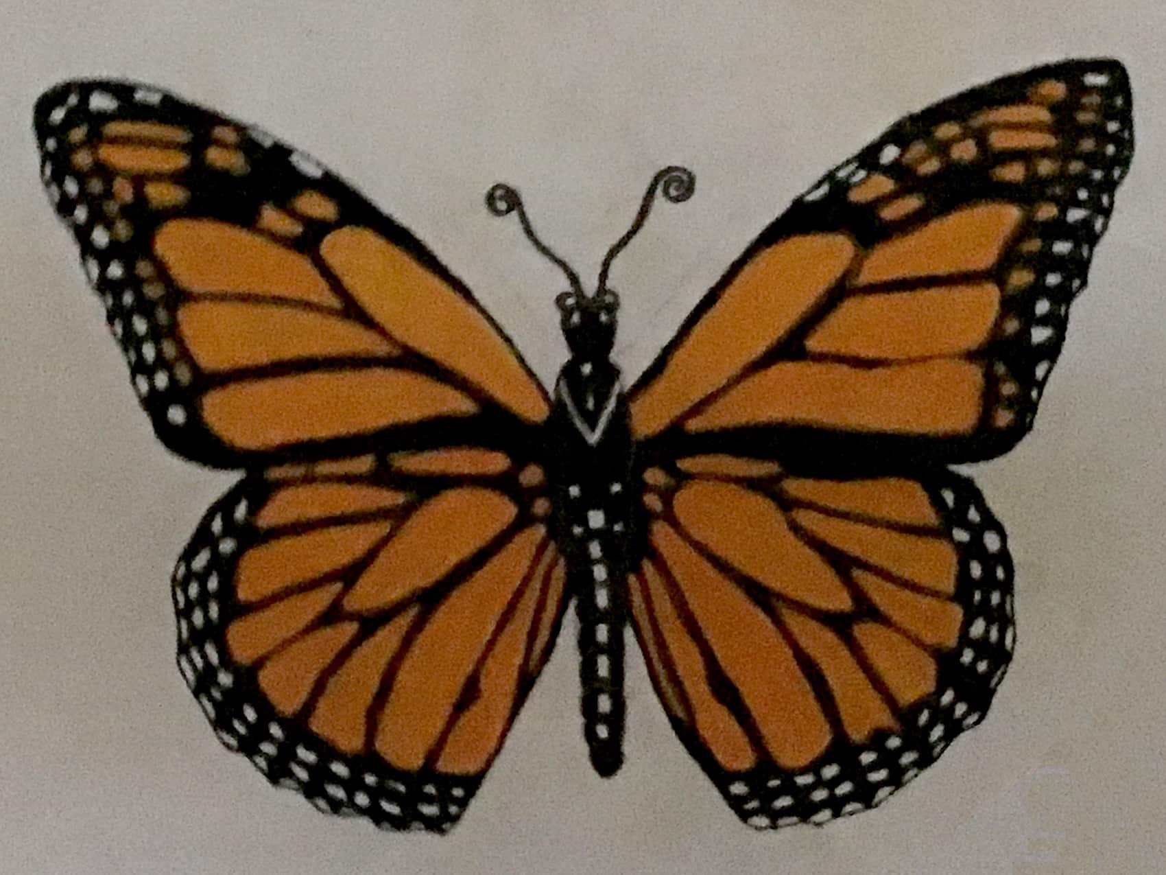 Draw a Butterfly Challenge Winners | AMNH