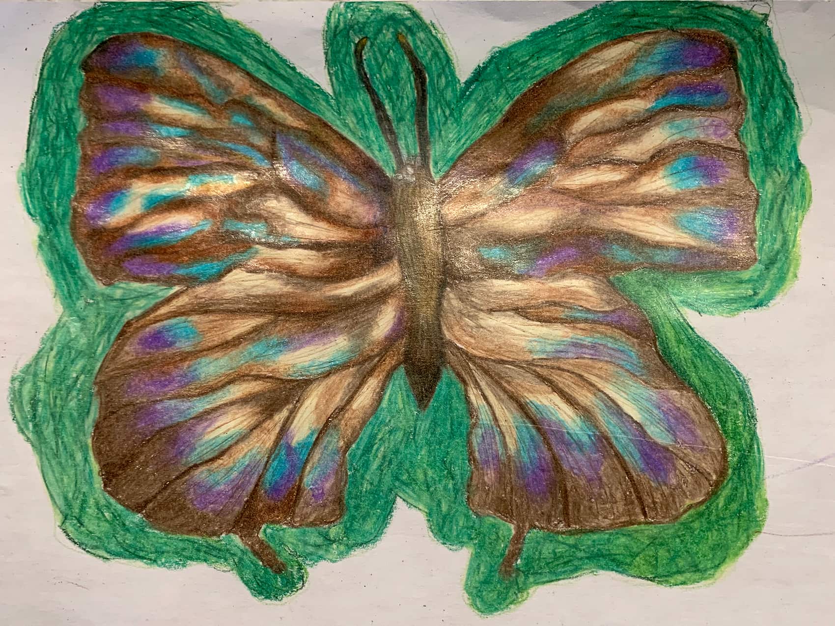 Draw a Butterfly Challenge Winners | AMNH