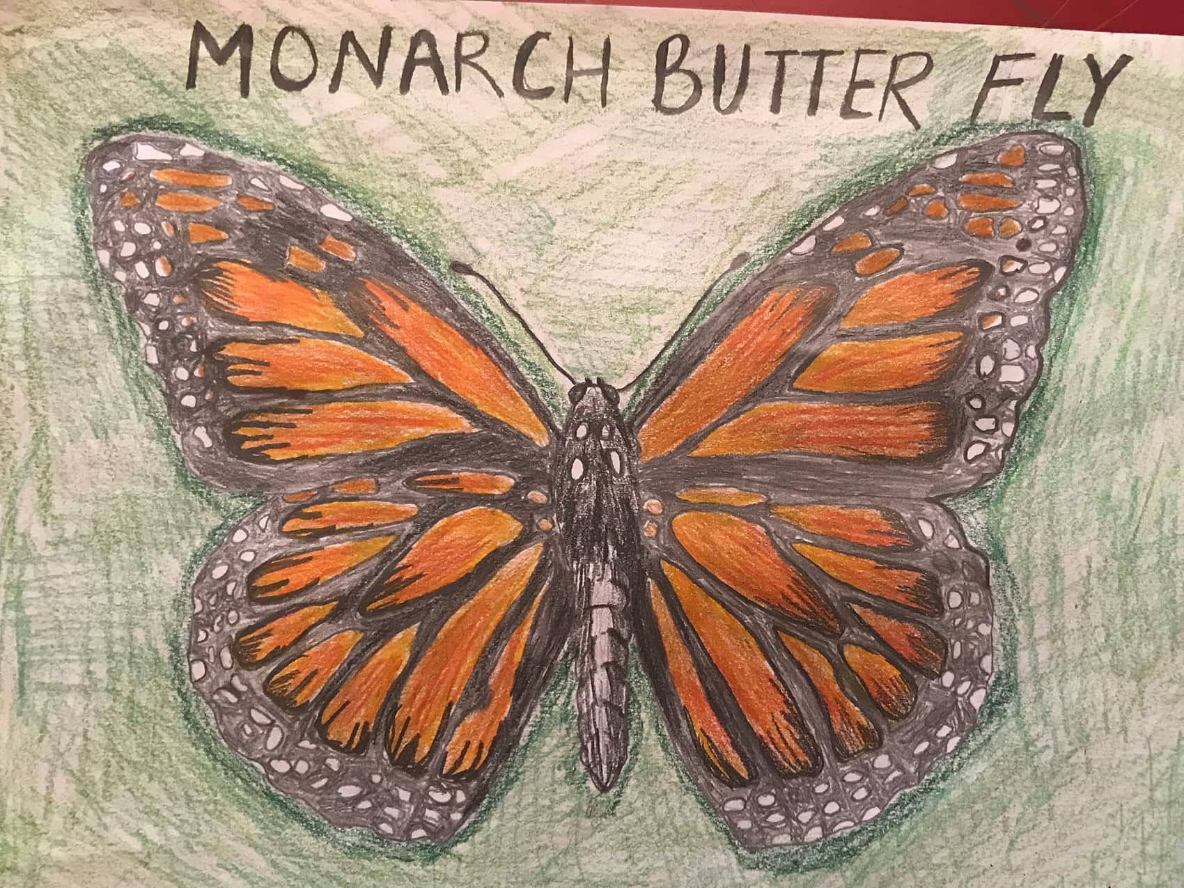Draw a Butterfly Challenge Winners | AMNH