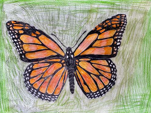 how to draw queen butterfly