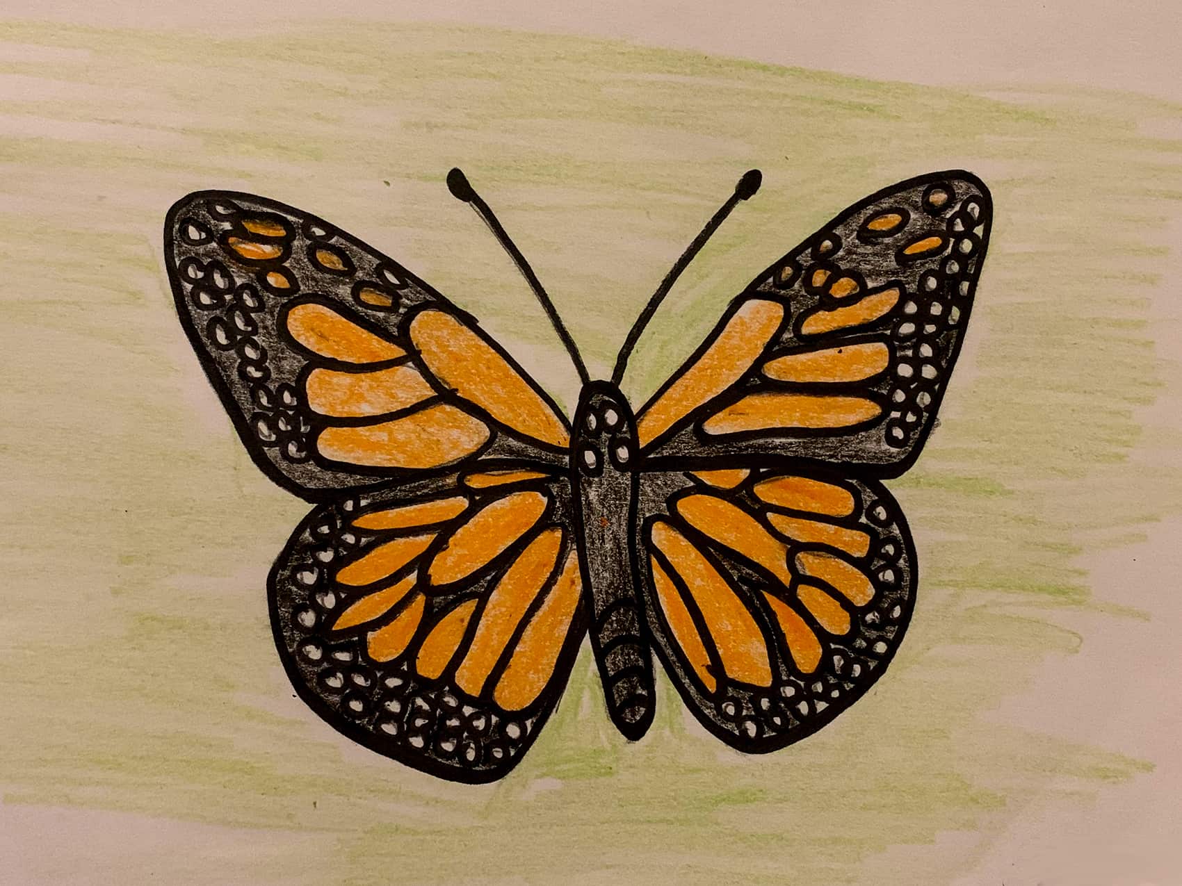 Draw a Butterfly Challenge Winners | AMNH