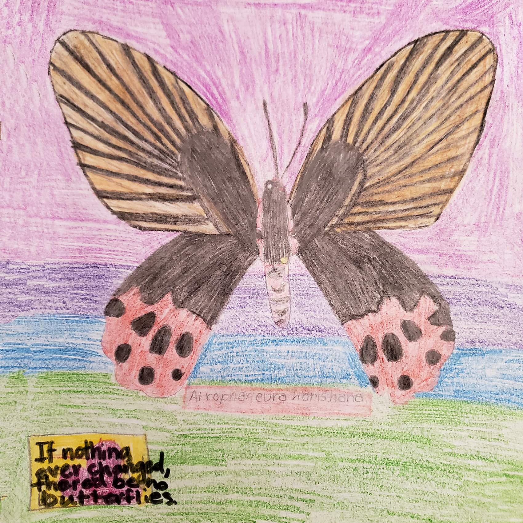 Draw a Butterfly Challenge Winners | AMNH