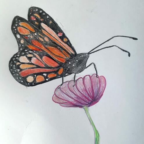 how to draw a monarch butterfly on a flower