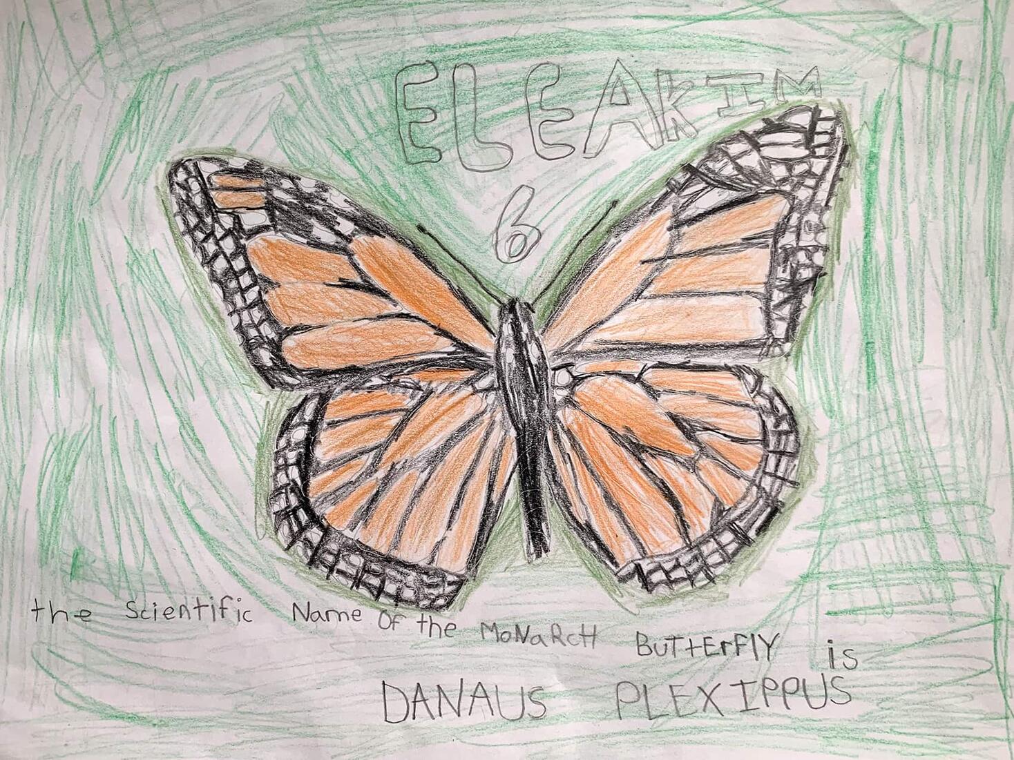 Draw a Butterfly Challenge Winners | AMNH