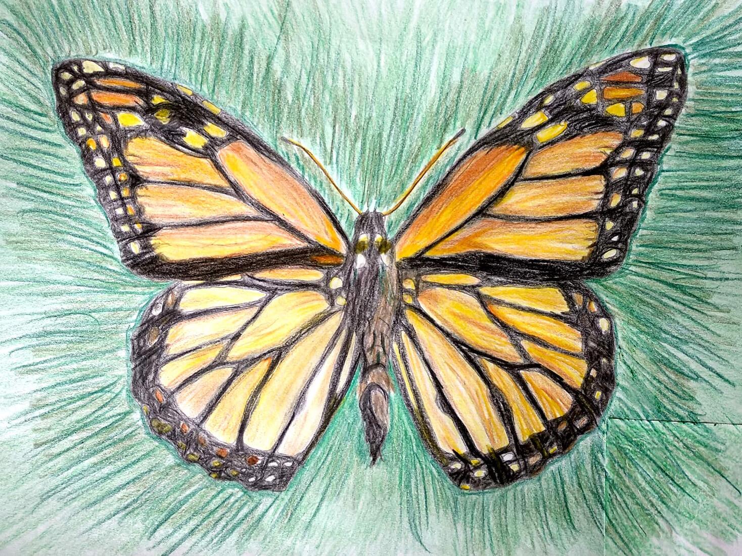 Draw a Butterfly Challenge Winners | AMNH