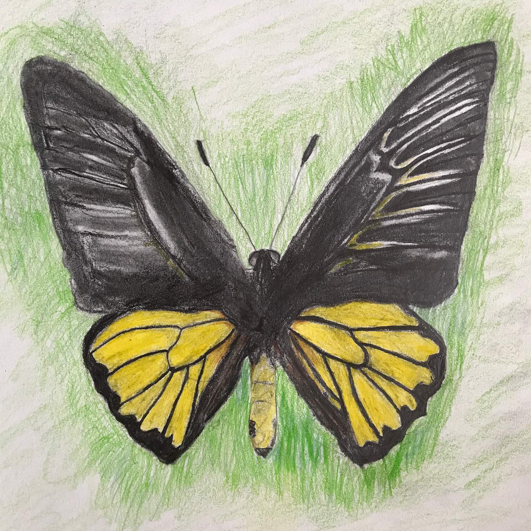 Draw a Butterfly Challenge Winners | AMNH