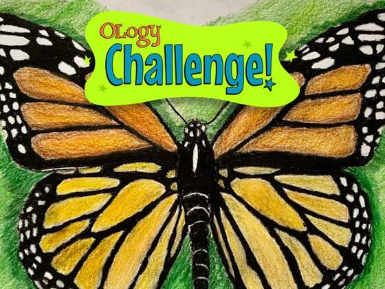 Draw a Monarch | AMNH