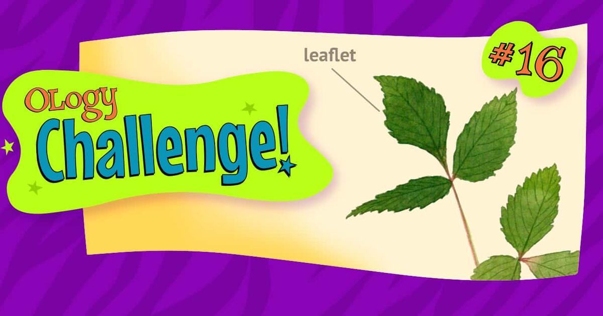Draw a Plant Challenge Winners | AMNH
