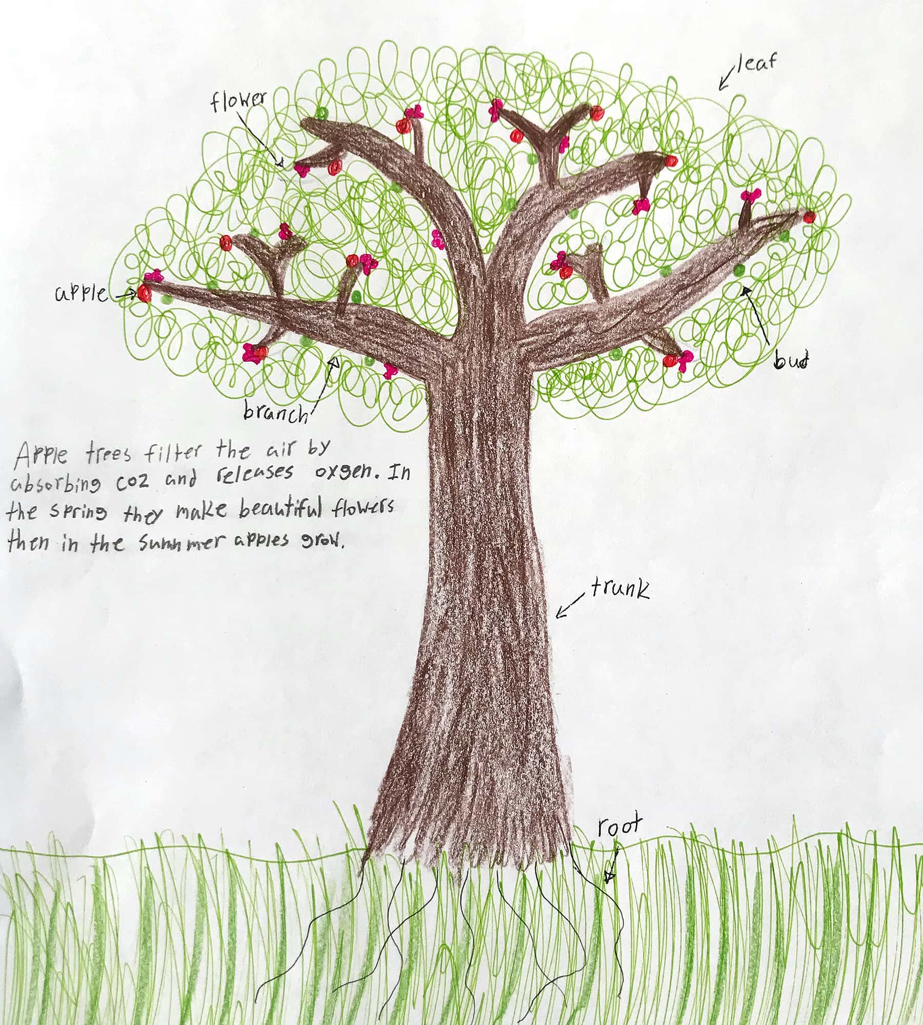 Draw a Plant Challenge Winners | AMNH