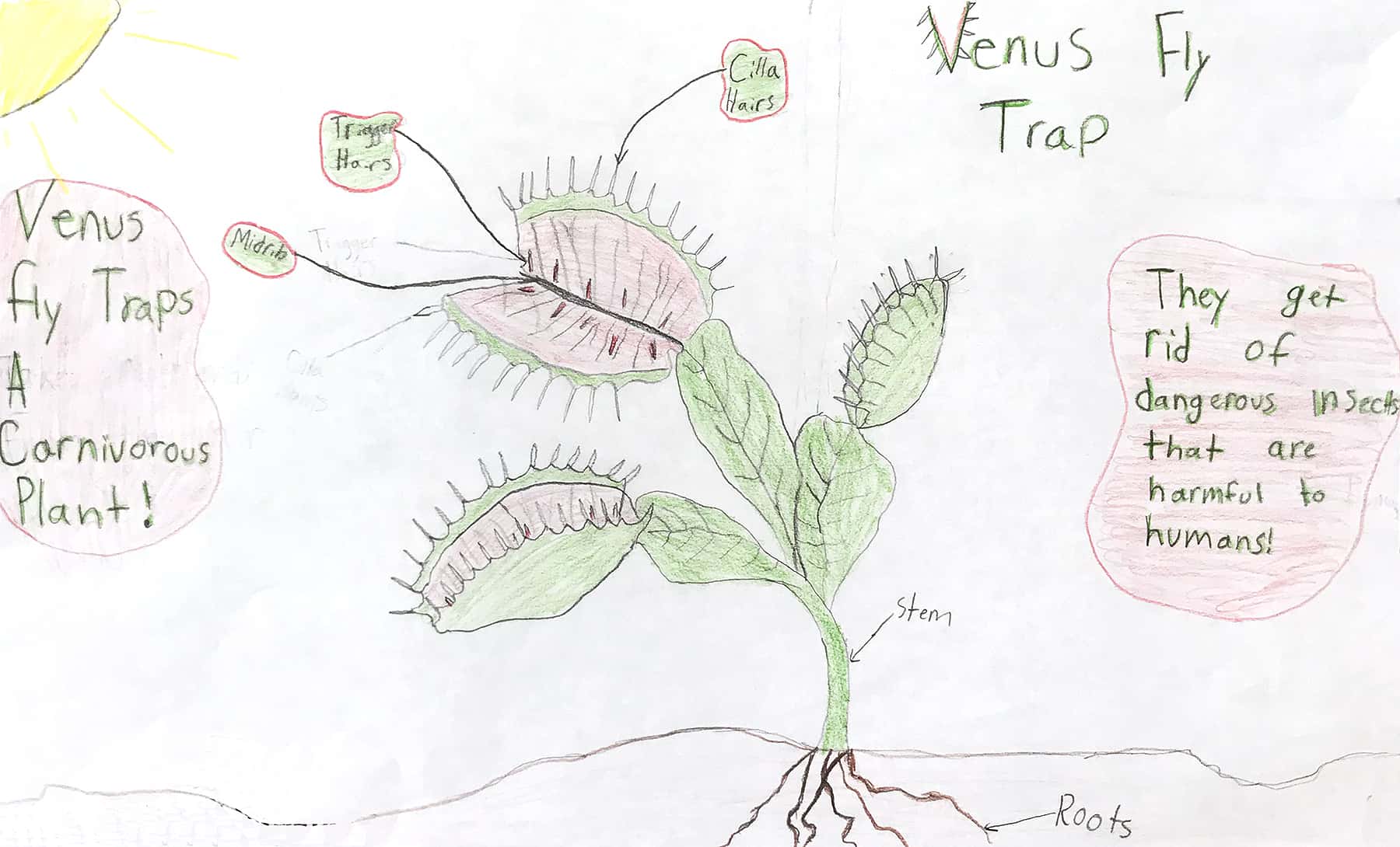 Draw a Plant Challenge Winners | AMNH