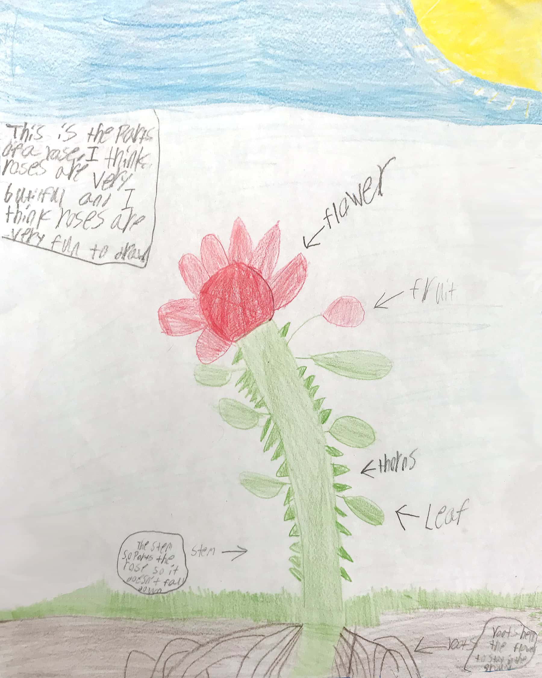 Draw a Plant Challenge Winners | AMNH
