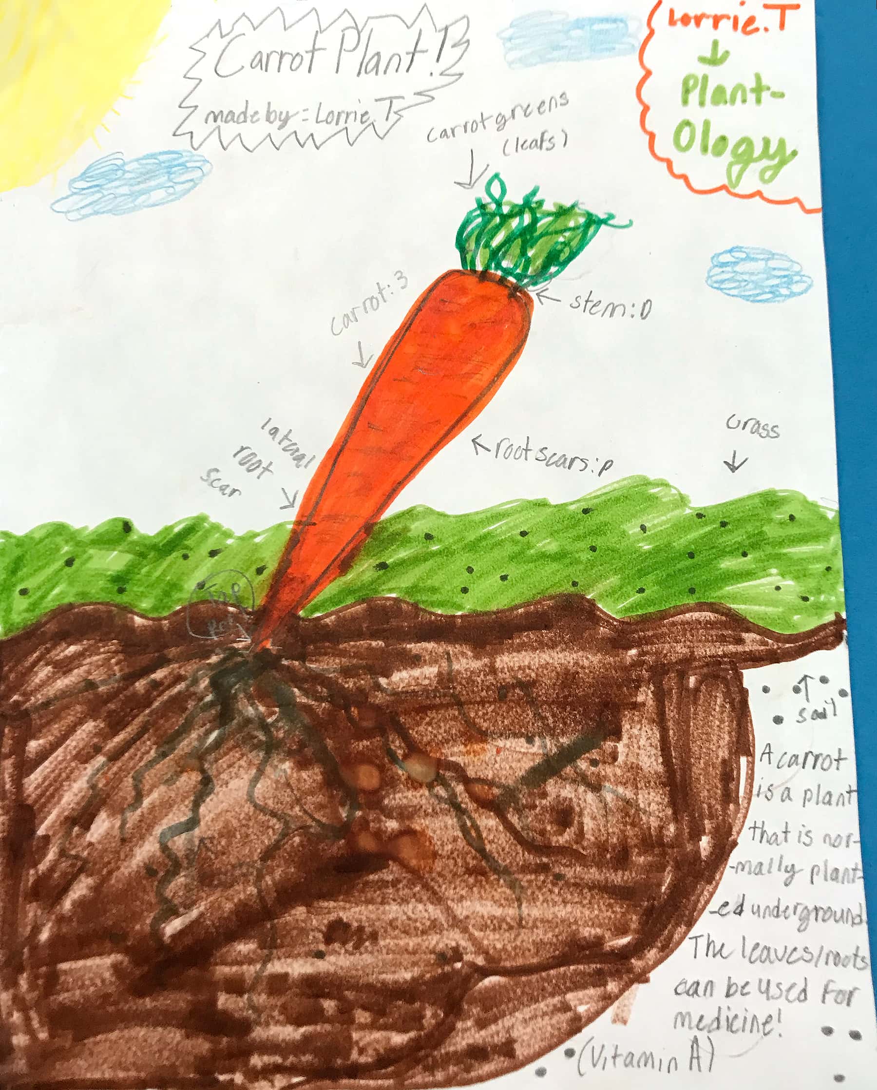 Draw a Plant Challenge Winners | AMNH