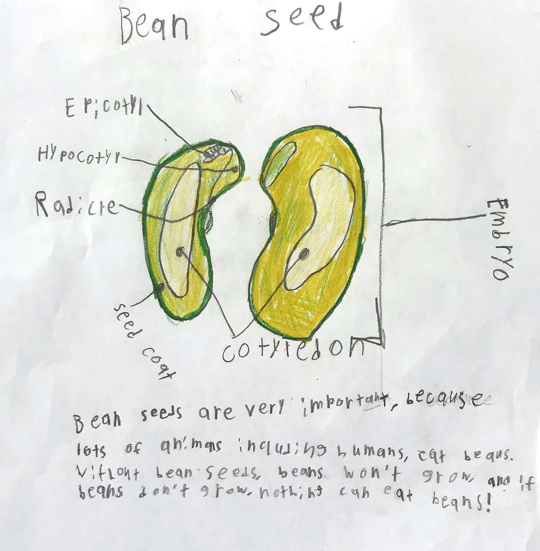 Draw a Plant Challenge Winners | AMNH