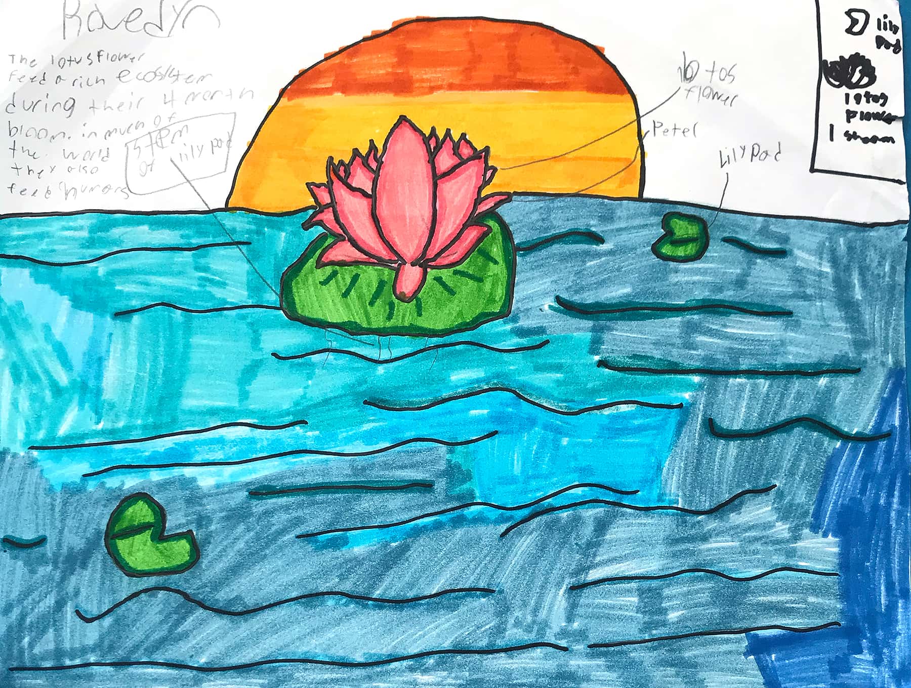 Draw a Plant Challenge Winners | AMNH