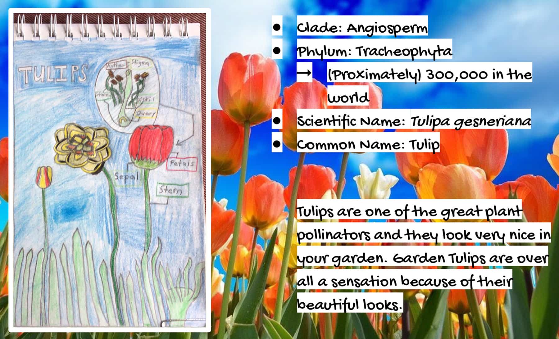 Draw a Plant Challenge Winners | AMNH