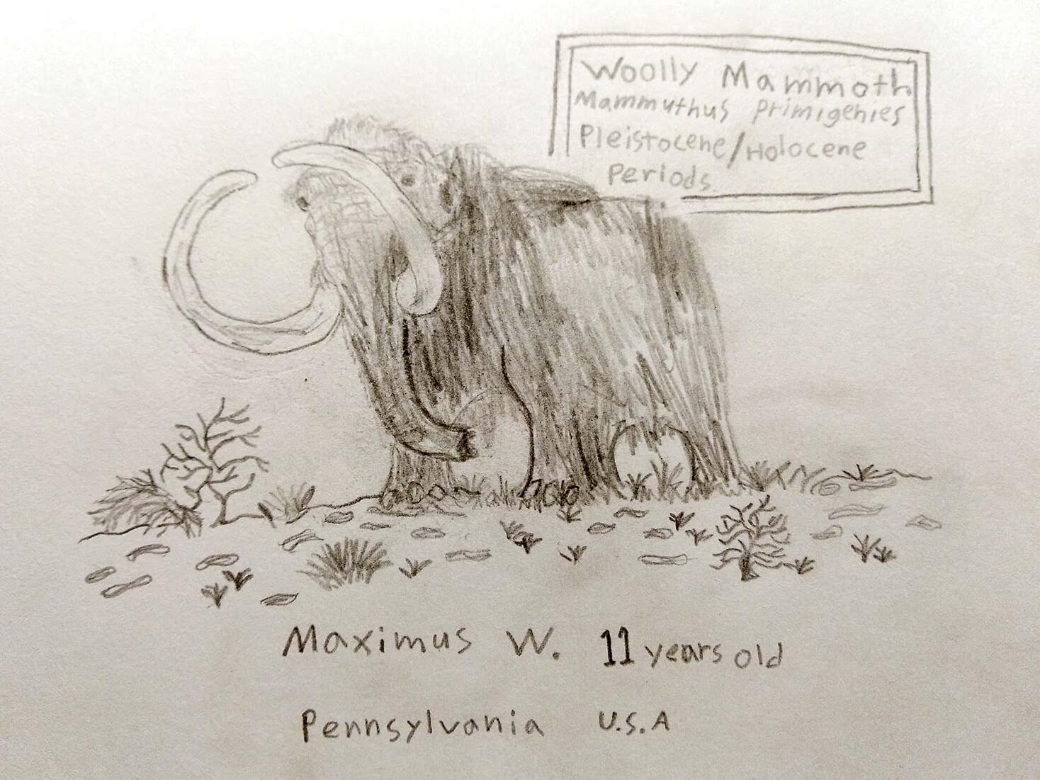 Draw an Extinct Mammal Challenge Winners | AMNH