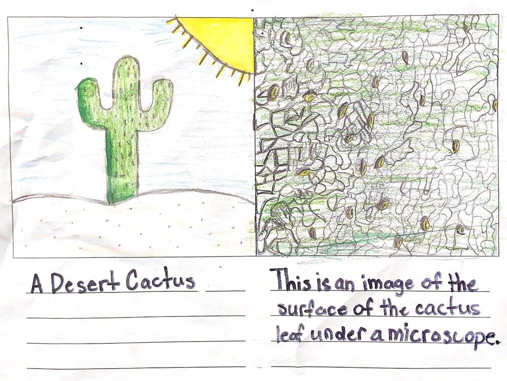 Draw the Invisible Challenge Winners | AMNH
