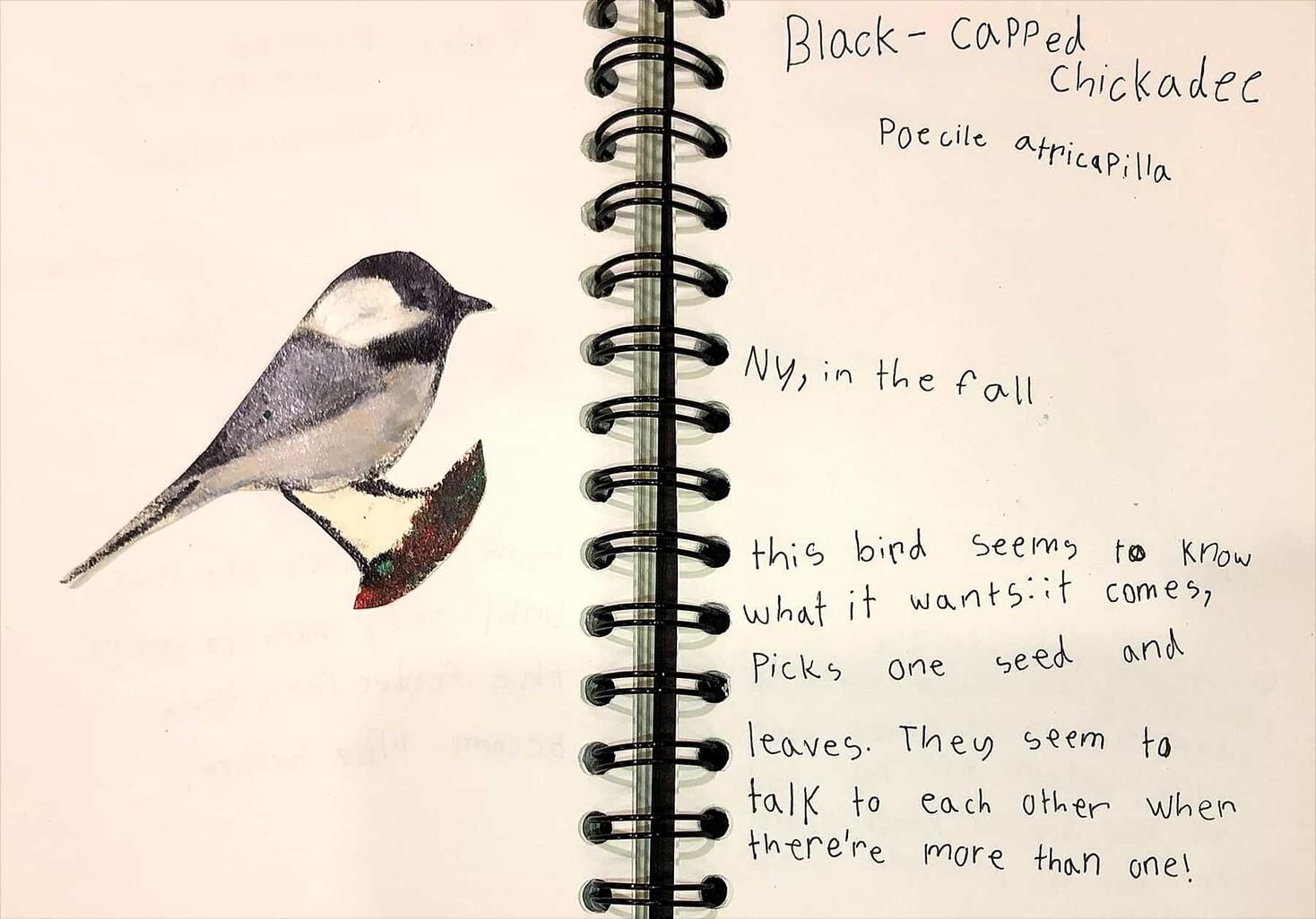 Keep a Field Journal Challenge Winners | AMNH