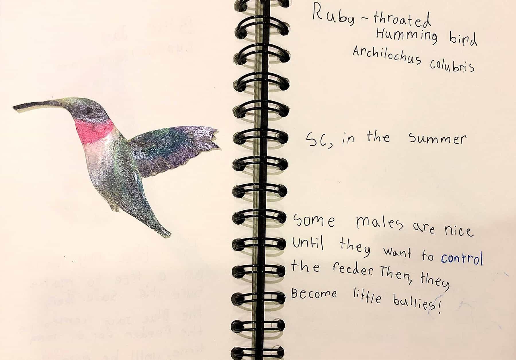 Keep a Field Journal Challenge Winners | AMNH