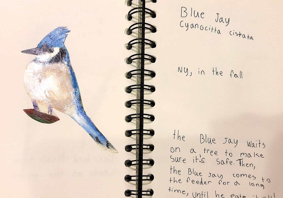 Keep a Field Journal Challenge Winners | AMNH